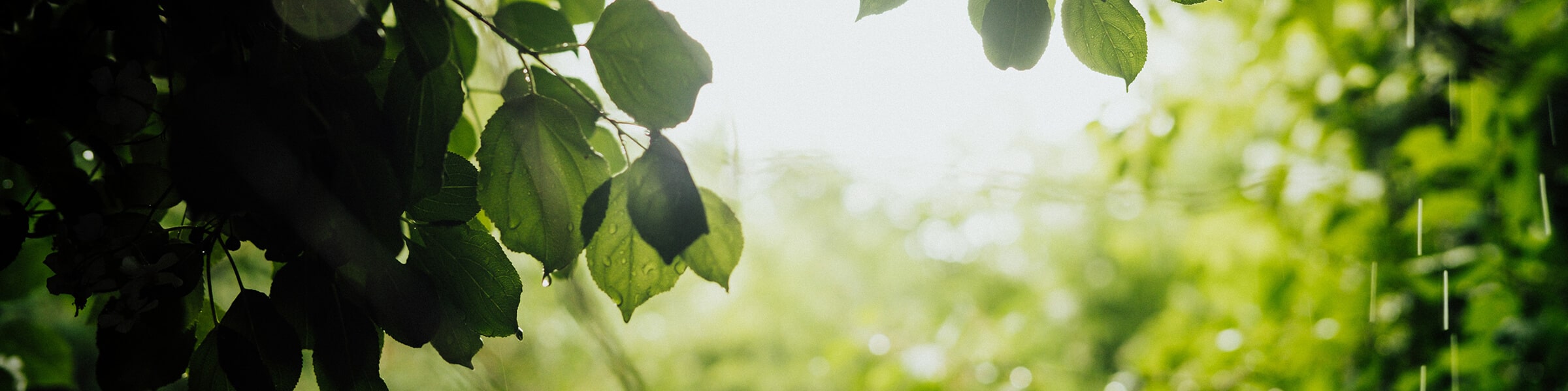 Angeles Bermudez Svankvist - Begravning.se